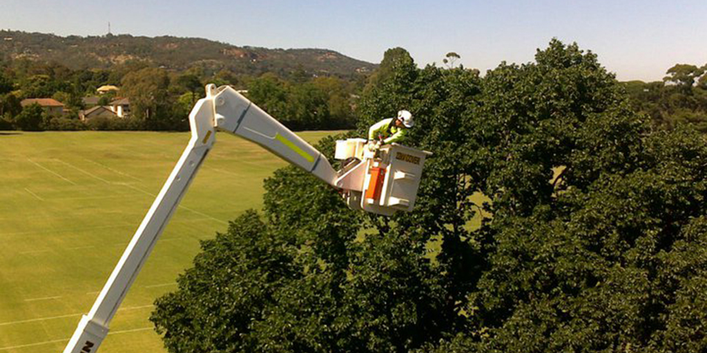 Taking Care of Trees – Tree and Stump Specialists