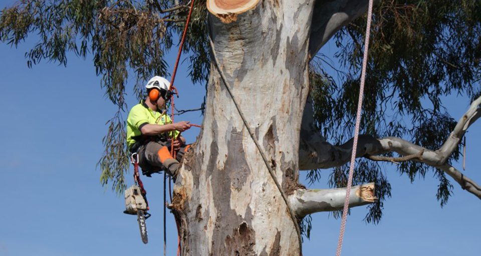 Tree Pruning Matters - Taking Care of Trees