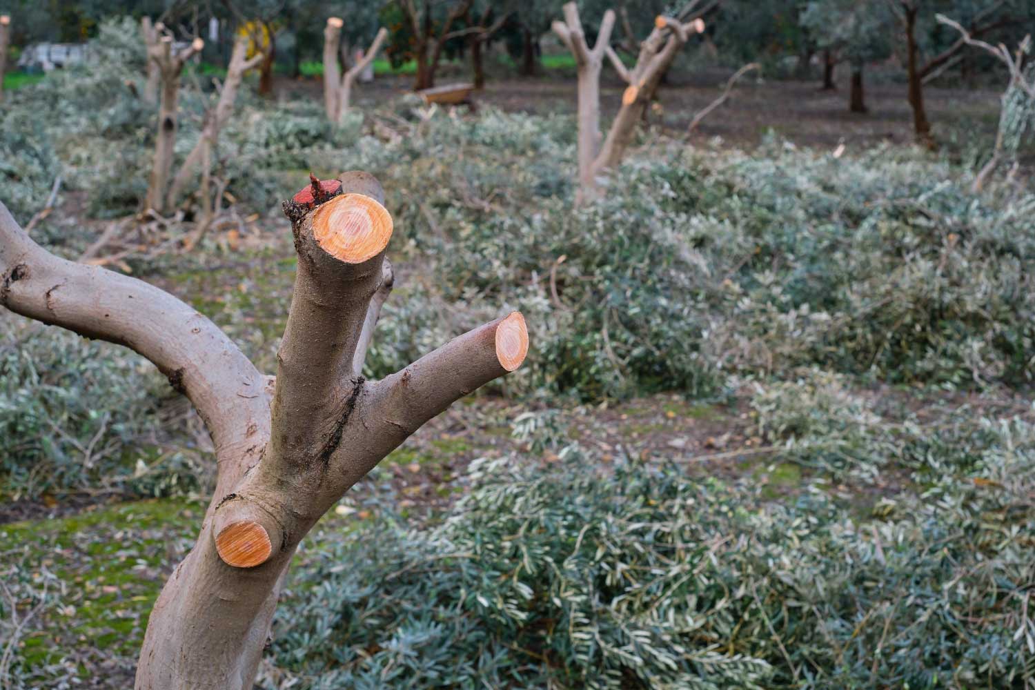 Top 5 Common Mistakes in Tree Pruning and How to Avoid Them